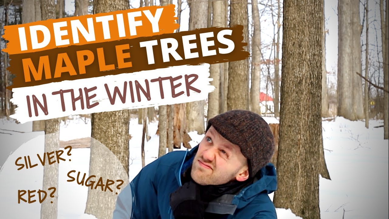 Systematically Identify Maple Trees During Winter (Sugar Maple, Red Maple, Silver Maple)
