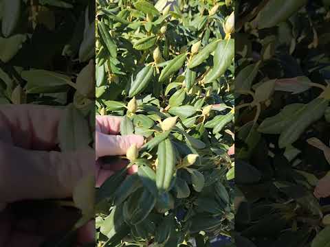 Tips on  Rhododendrons!