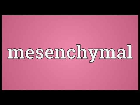 Mesenchymal Meaning