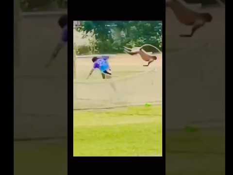 Funny Monkey Mind Voice #monkey #funny #comedy #shorts #shortsfeed #funnyanimals #animals