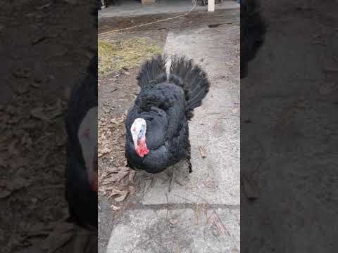 Spanish Black Turkey dancing