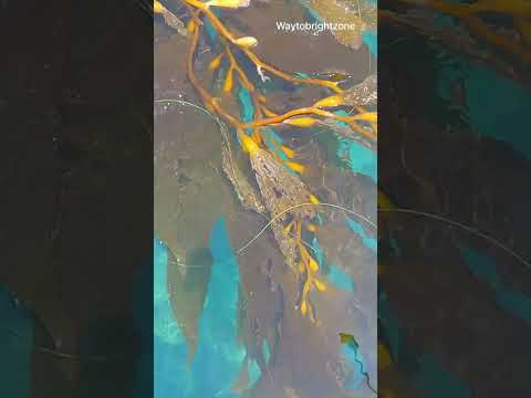 Sargassum seaweed bloom in Florida beaches