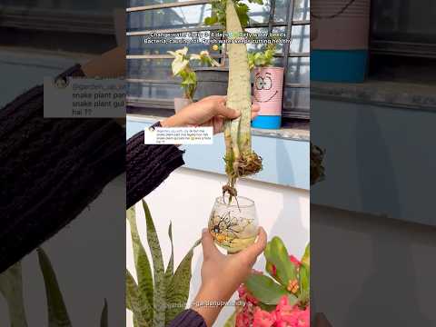 Thanks for 1.3L views Easiest way to propagate your snake plant #snake #snakeplant #grow
