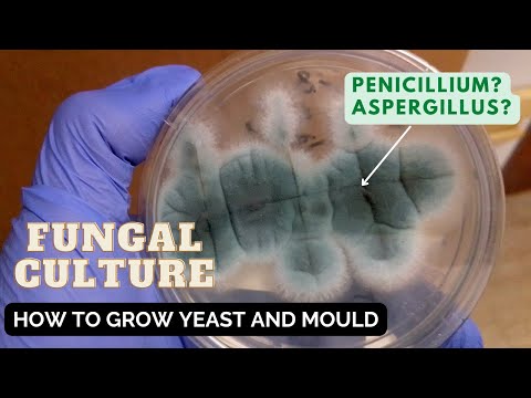 Fungal Culture Test Media
