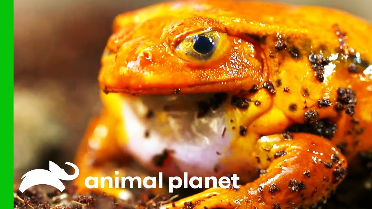 Testing The Incredible Capabilities Of The Tomato Frog | Little Giants