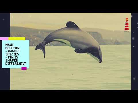 NZ native plants and animals