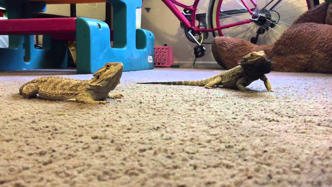 Bearded dragons dancing