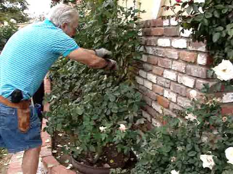 How to Prune a Hybrid Tea Rose Bush in the Winter