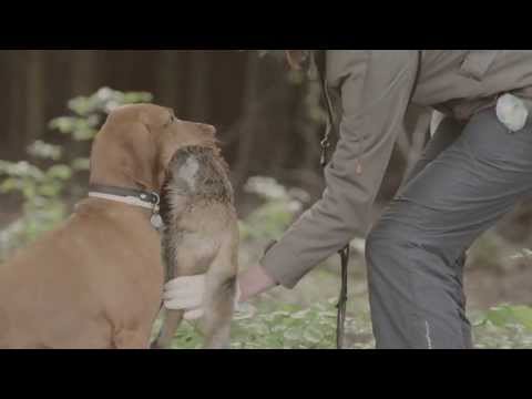 Vizsla training & retrieving