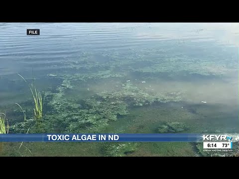Toxic algae threat in ND