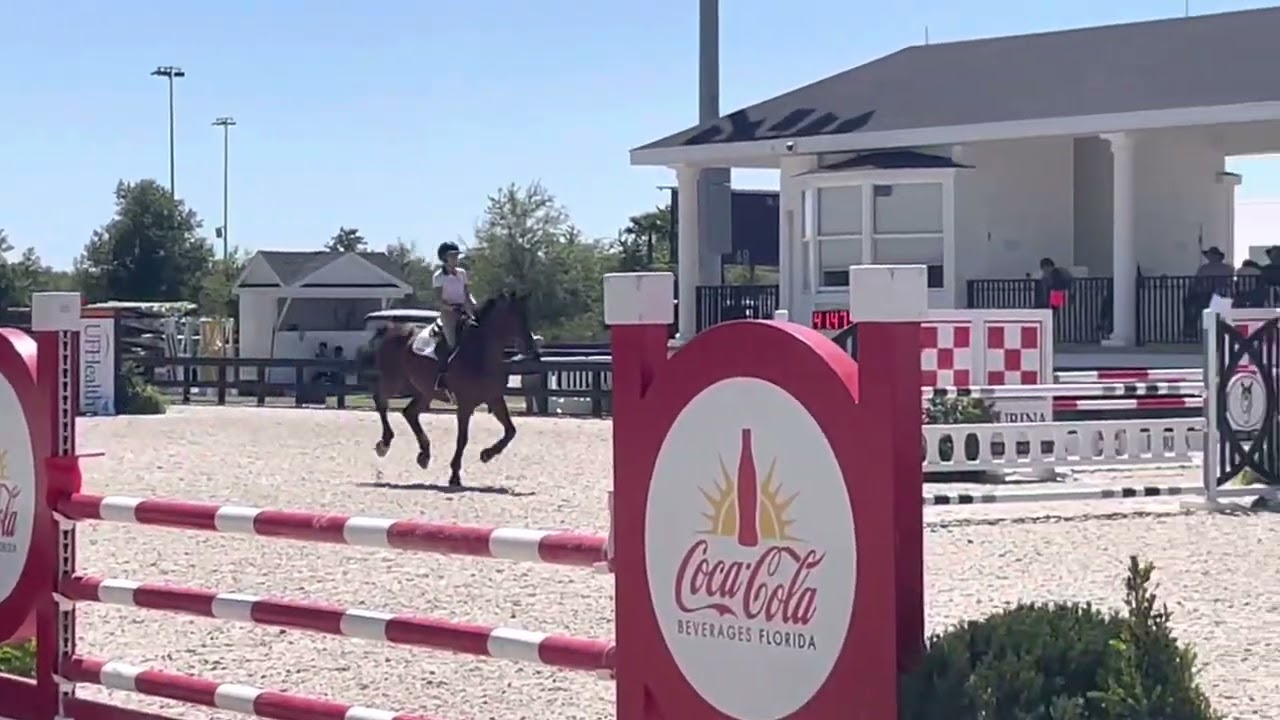 Fidelio- 2015 import warmblood Gelding