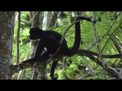 Non Stop Flights To Belize