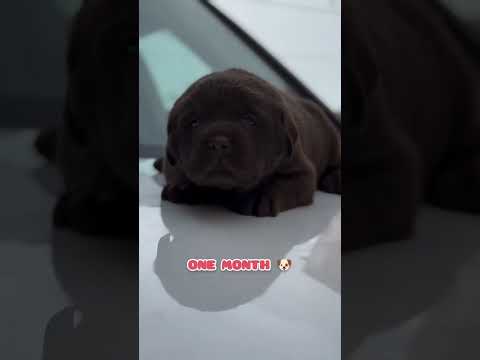 chocolate labrador puppy transformation