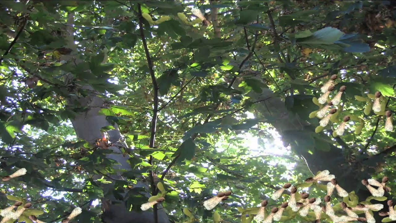 Advis Effect: Sycamore Seeds