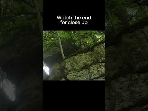 PIXIE HUNTER Catches Tiny Humanoid Creature In The Jungle! #Shorts #Pixie #creature #cryptids