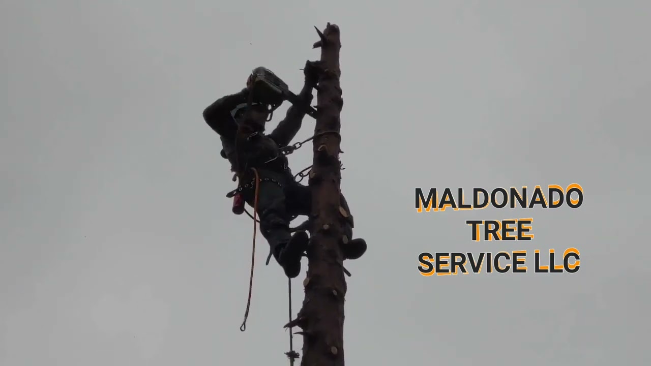 TREE SERVICE EUGENE SPRINGFIELD OREGON