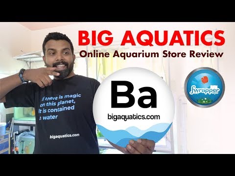 Big Aquatics | Online Aquarium Store Review