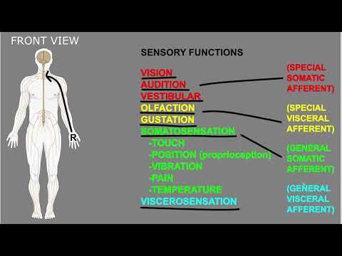 Sensory overview