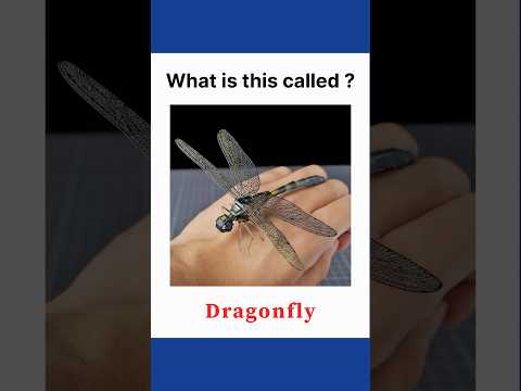🦗 The Ultimate Bug Quiz – Can You Score 10/10? #shortsvideo