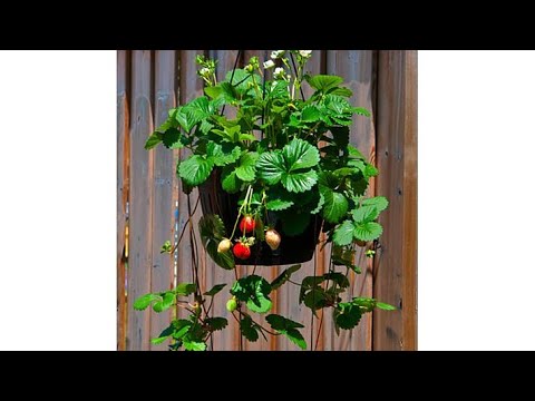 Meadow Valley 6piece Strawberry Elan Plants in 2.5" Cont...