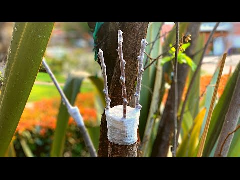 How to Graft Small Scions onto Big Branches!