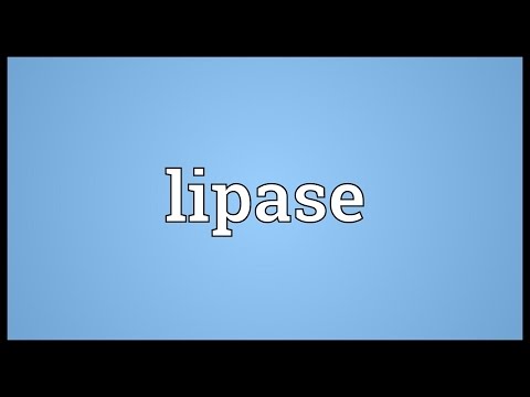 Lipase Meaning