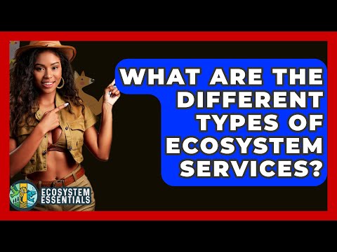 What Are the Different Types of Ecosystem Services? - Ecosystem Essentials