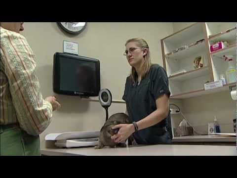 Online Pet Pharamacies