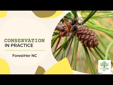 Conservation Series: Conservation in Practice (3 of 4)
