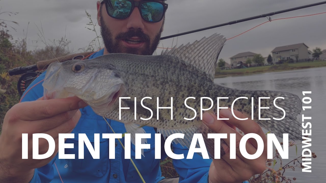 Bass, Trout, Crappie, Sunfish: FISH SPECIES IDENTIFICATION - MIDWEST 101 FLY FISHING