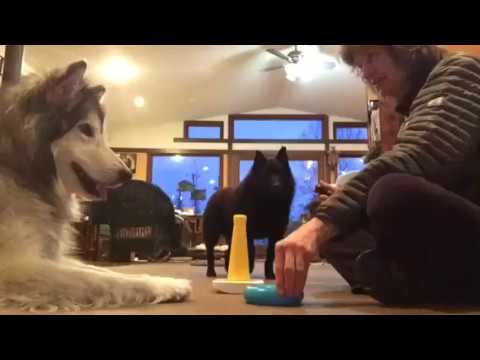 Do as I do training - smart schipperke and Malamute