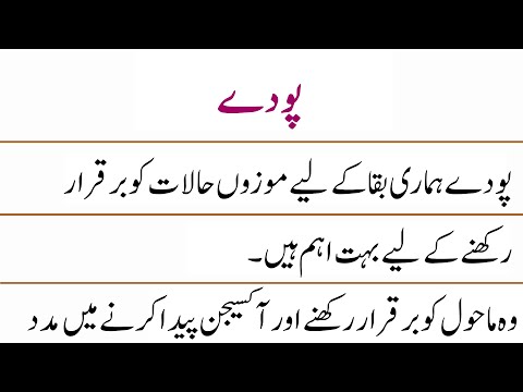 10 Lines on Plants in Urdu || Plants Essay in Urdu