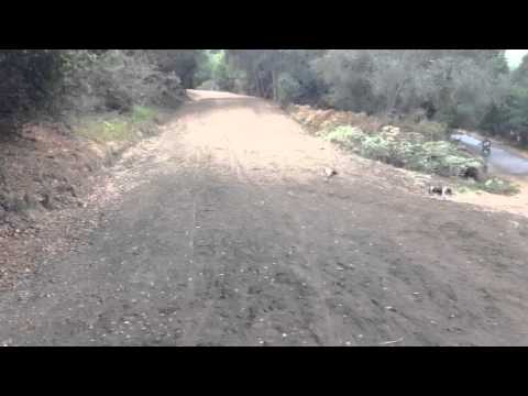 Ace and colt wild Rat terriers