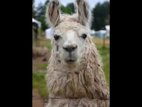 The Street Next Door — Instant Llama | invalid transmissions