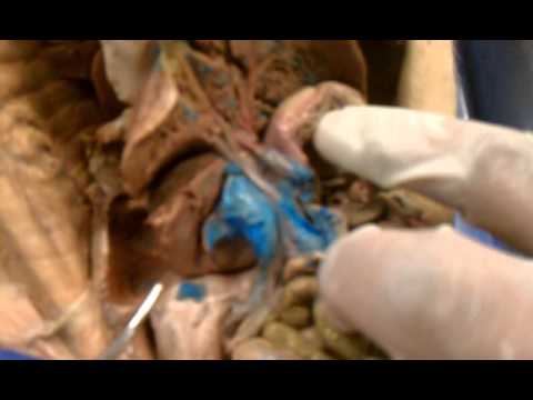 Liver, Gallbladder, Pancreas on Fetal Pig