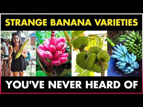 Different Varieties of Banana | Strange Banana Varieties you've Never Heard of