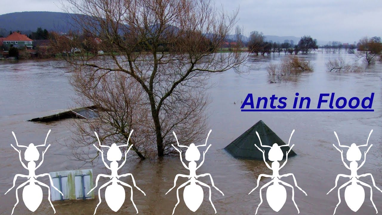 How Ants Save From the Flood