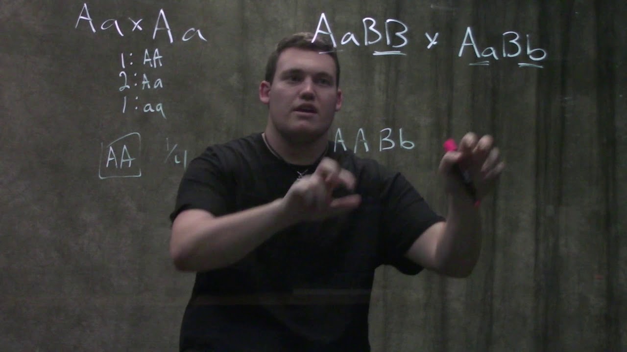 Genetics: Solving Problems Using Independent Assortment