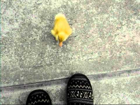 following his human mommy