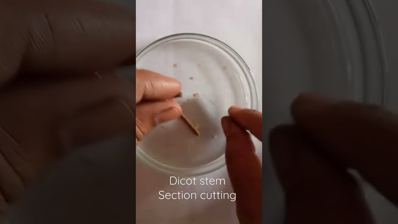 Section cutting of Dicot stem.