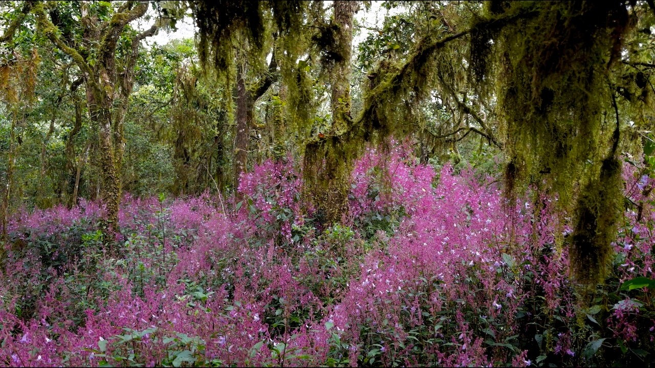 The Forest That Blooms Once Every 12 Years | Nature Sounds for Calm Focus 4K