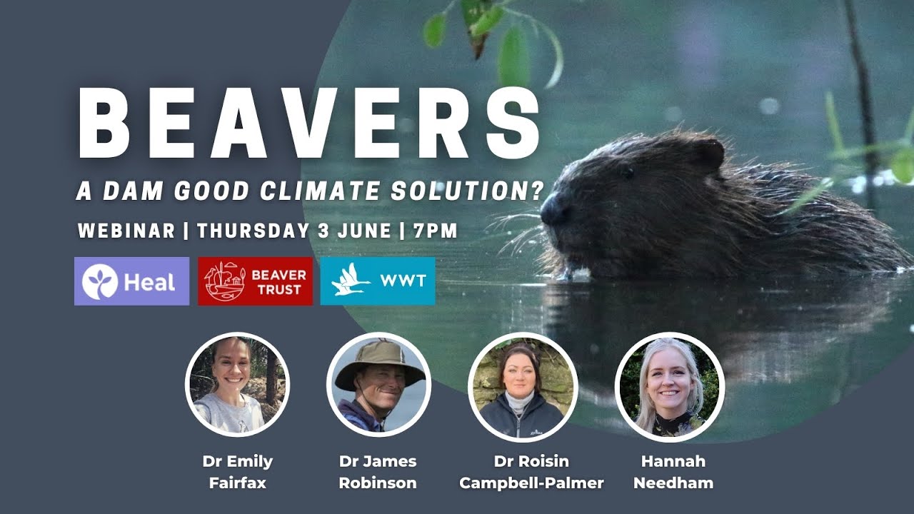 Beavers: A Dam Good Climate Solution? #WorldEnvironmentDay