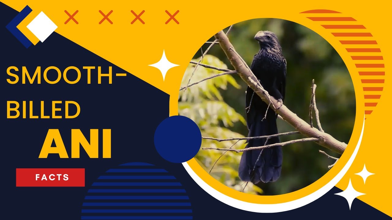 smooth-billed ani facts