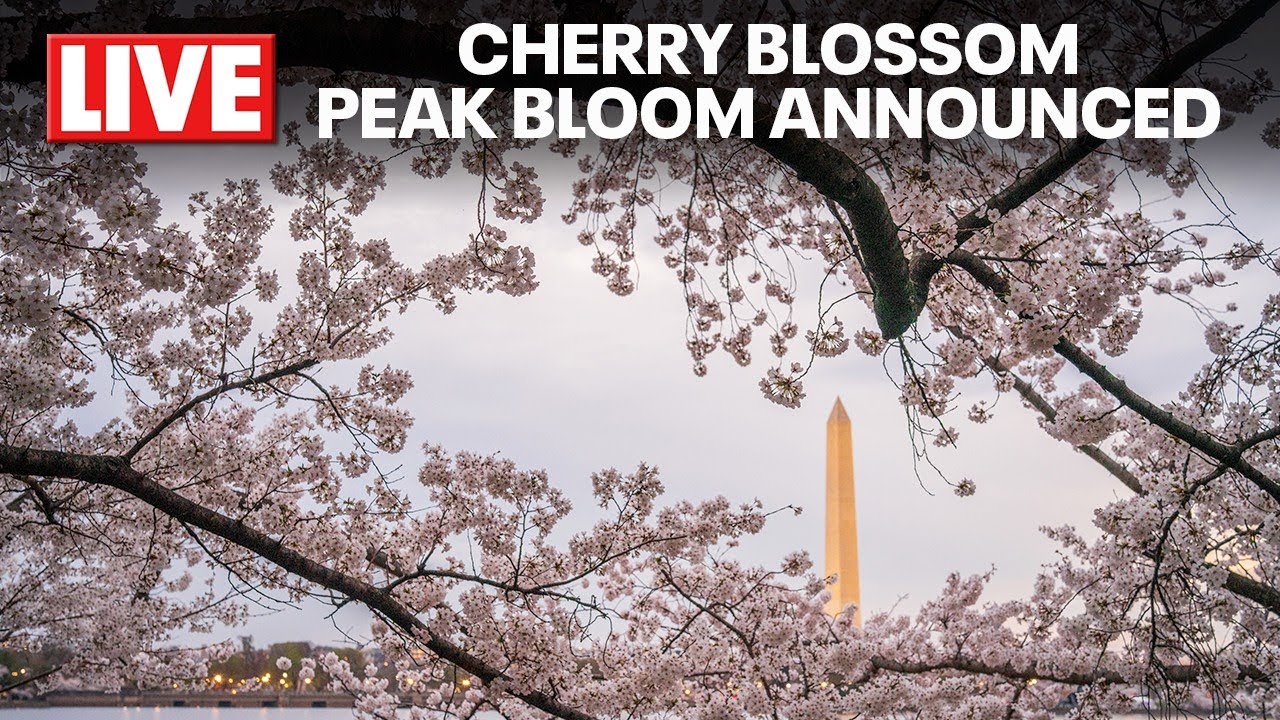 CHERRY BLOSSOMS LIVE: Peak bloom announced