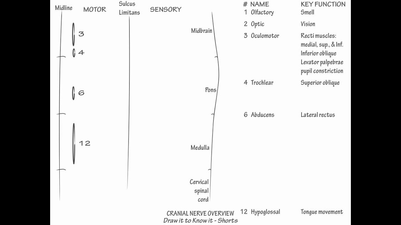 Cranial Nerve Overview- Draw it to Know it, Neuroanatomy