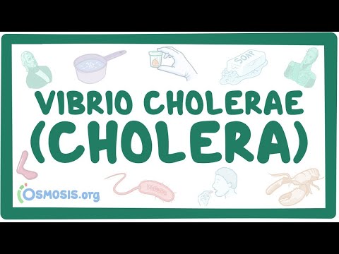 Vibrio cholerae (Cholera) - an Osmosis Preview