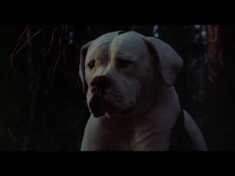 Disney's Homeward Bound (1993) - Man's Best Friend (Movie Clip)