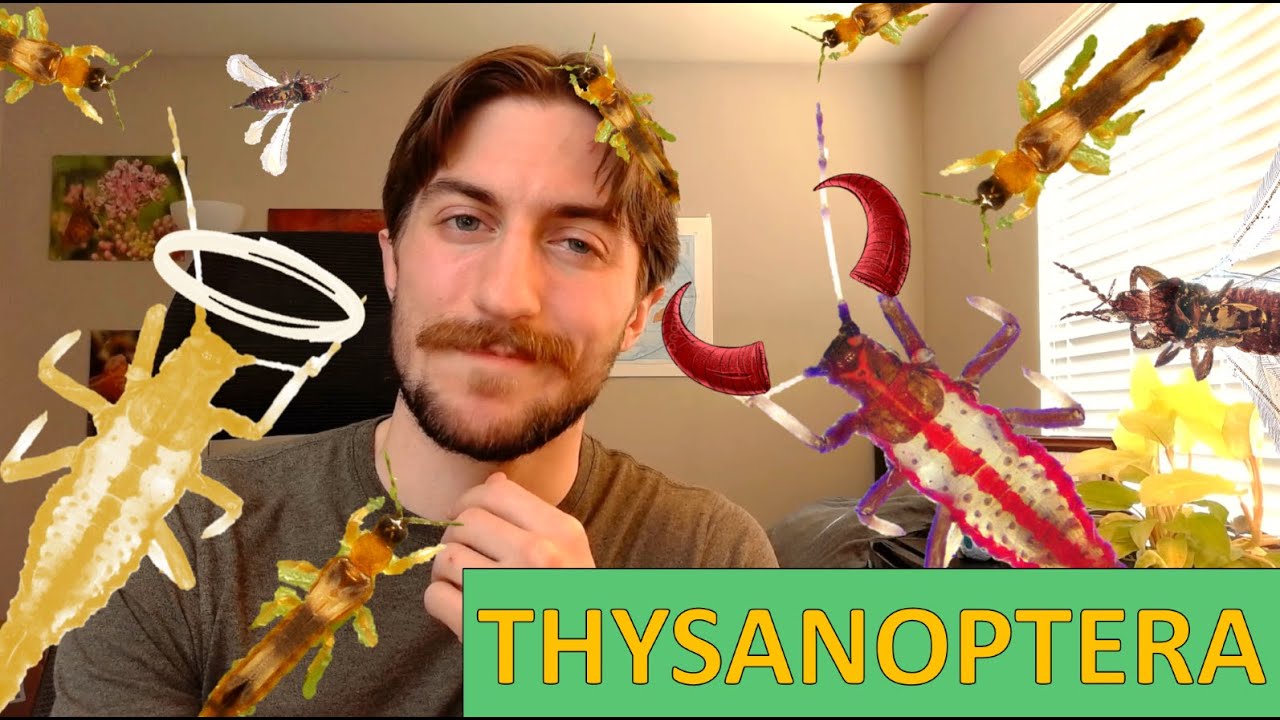 Thysanoptera: The Thrips - Order Spotlight
