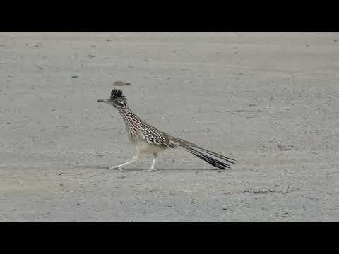Greater Roadrunner Running At The Dump