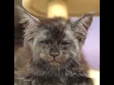 Human Faced Cat